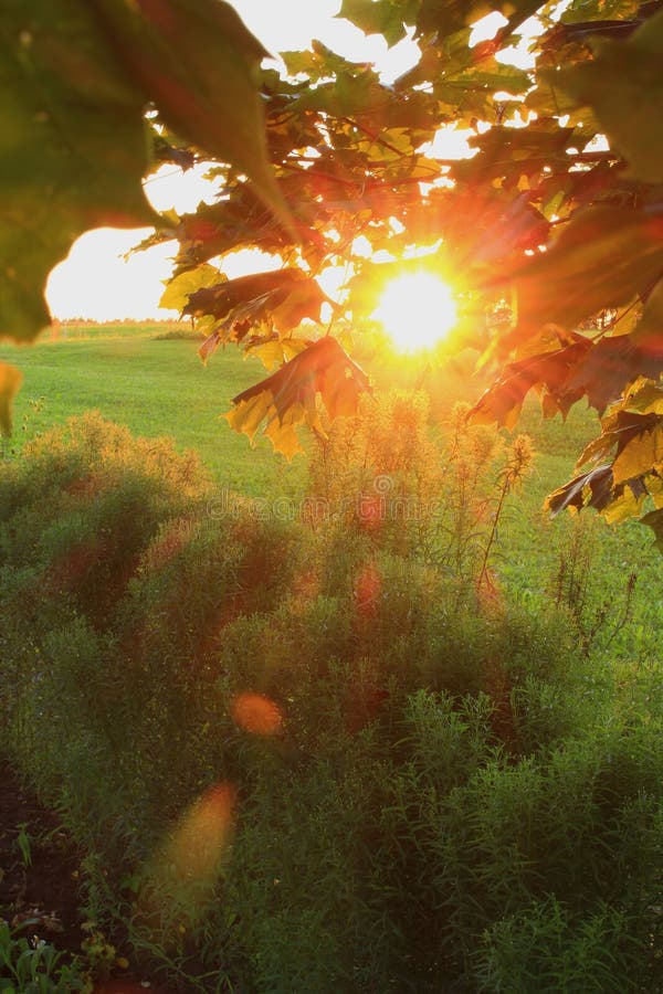 Summer Sunset with Lens Flare Effect Stock Image - Image of landscape ...