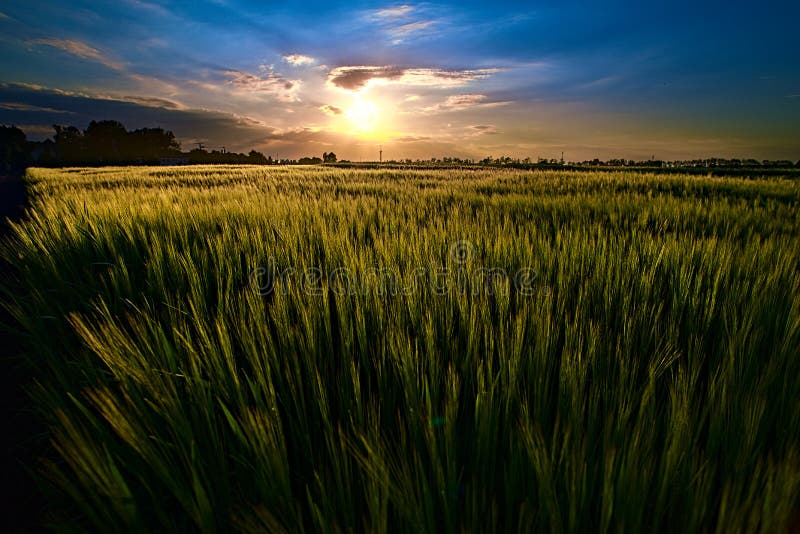 Summer Sunset Over Crop Field Stock Photo - Image of clouds, storm ...