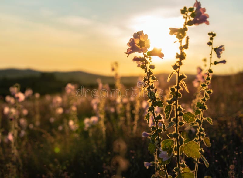 Golden sunset summer-time stock photo. Image of beauty - 158763806
