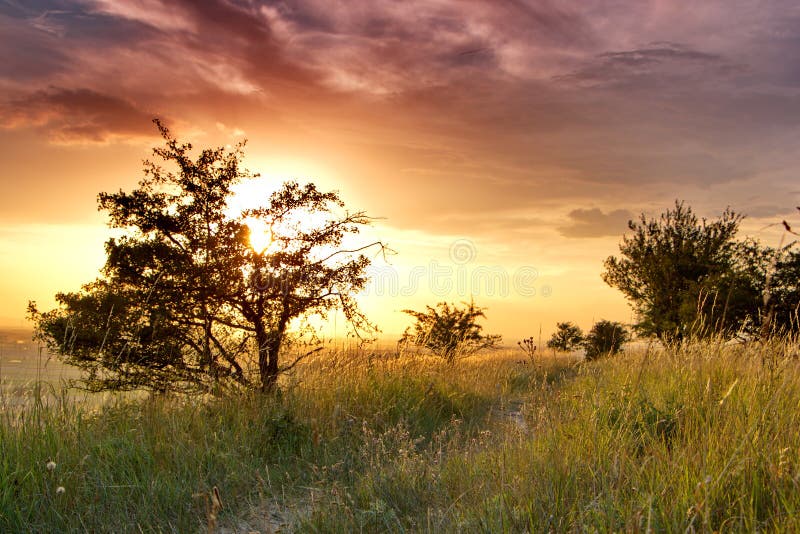 Summer Sunset Over the Meadow with Small Trees Stock Image - Image of ...