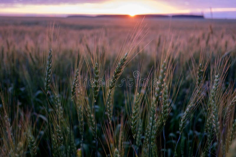 Summer Sunset Over the Wheat Field Stock Photo - Image of nature ...