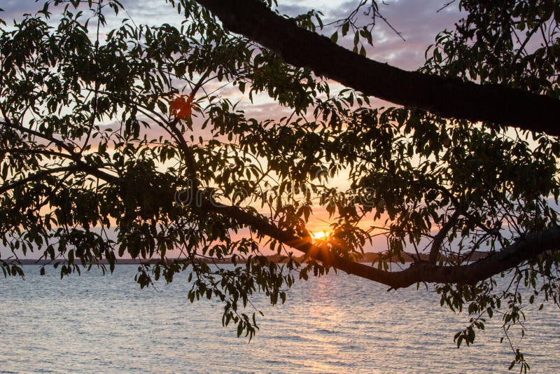 Summer Sunset Tree Silhouette East Coast Bay Stock Image - Image of ...