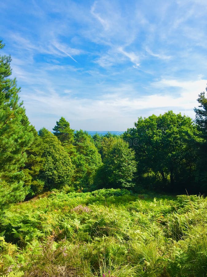 Summer in Surrey stock photo. Image of summer, trees - 156023526