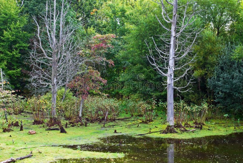 Summer Swamp stock photo. Image of nature, water, pond - 12350068
