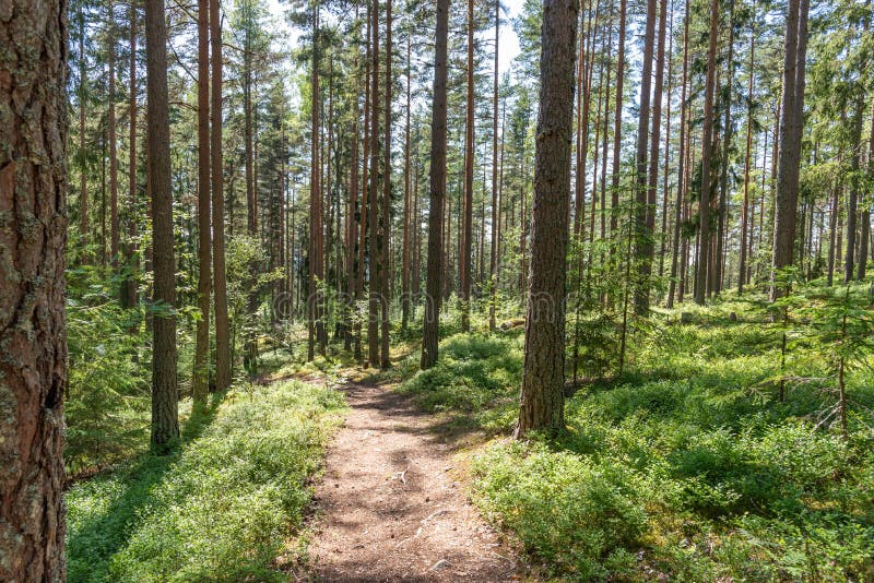 Summer in Swedish forest stock photo. Image of nature - 225181948