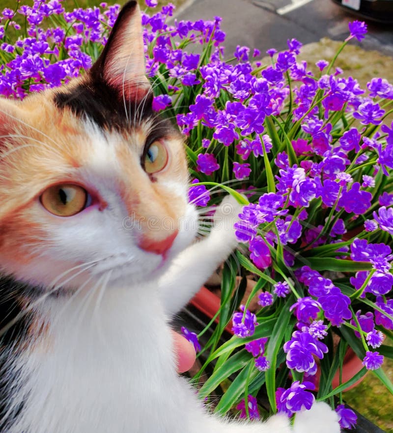 Sweet kitty behind grass stock photo. Image of expression - 76614668