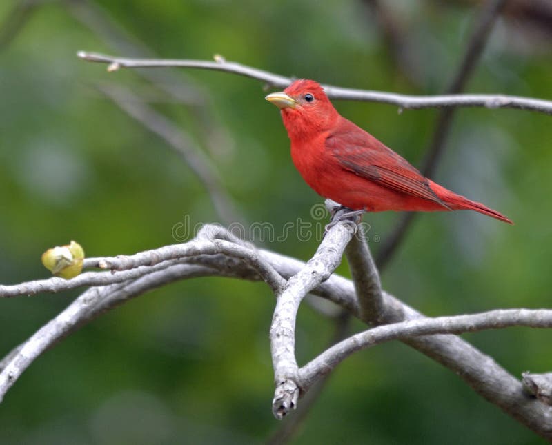 Summer Tanager stock image. Image of flying, passerine - 80586499
