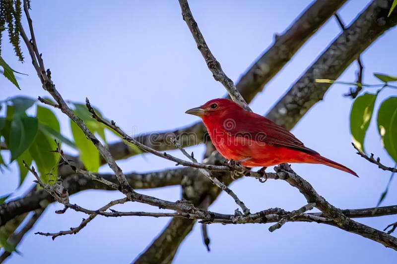 Summer Tanager Singing Resting on a Tree Branch Stock Photo - Image of ...