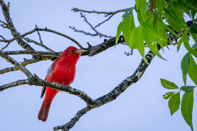 Summer Tanager Singing Resting on a Tree Branch Stock Photo - Image of ...