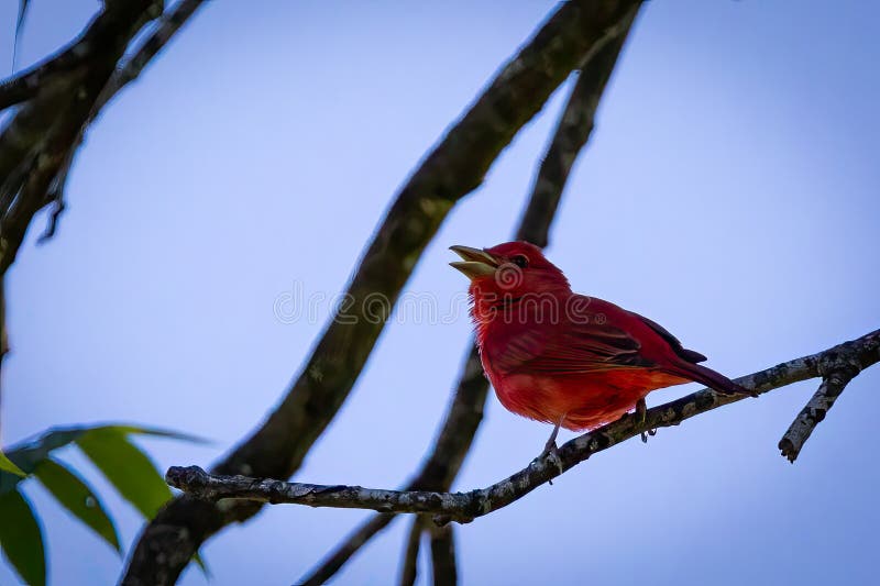 Summer Tanager Singing Resting on a Tree Branch Stock Image - Image of ...