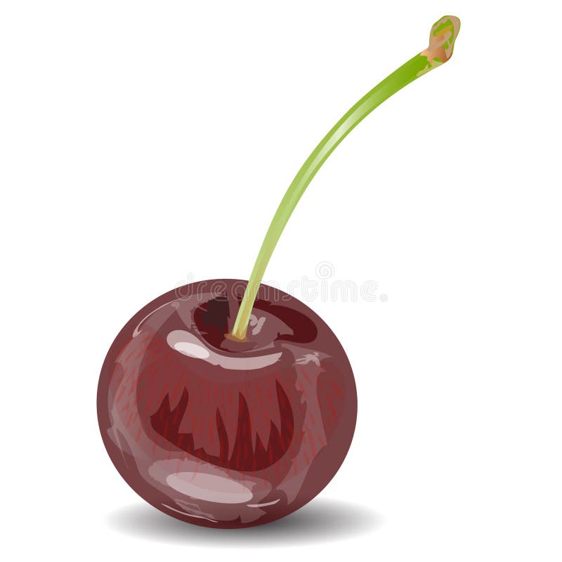 Summer Taste. Shiny Cherry Fruit Stock Vector - Illustration of natural ...