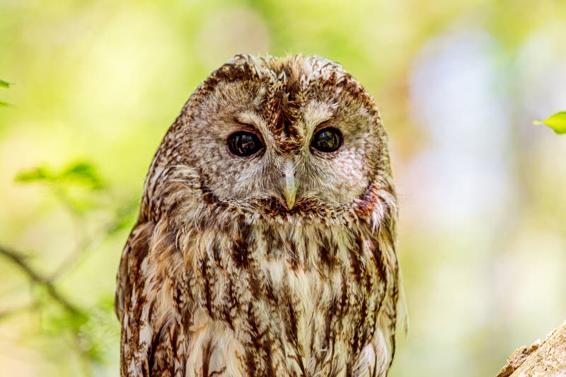 Summer: Tawny Owl among Blurred Greens Stock Image - Image of zoology ...