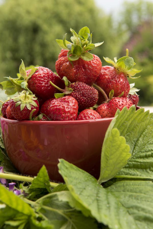 Summer tea stock image. Image of relaxation, home, sweet - 73082771