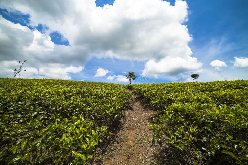 Summer Tea Plantation, Cianjur, West Java Indonesia Stock Image - Image ...