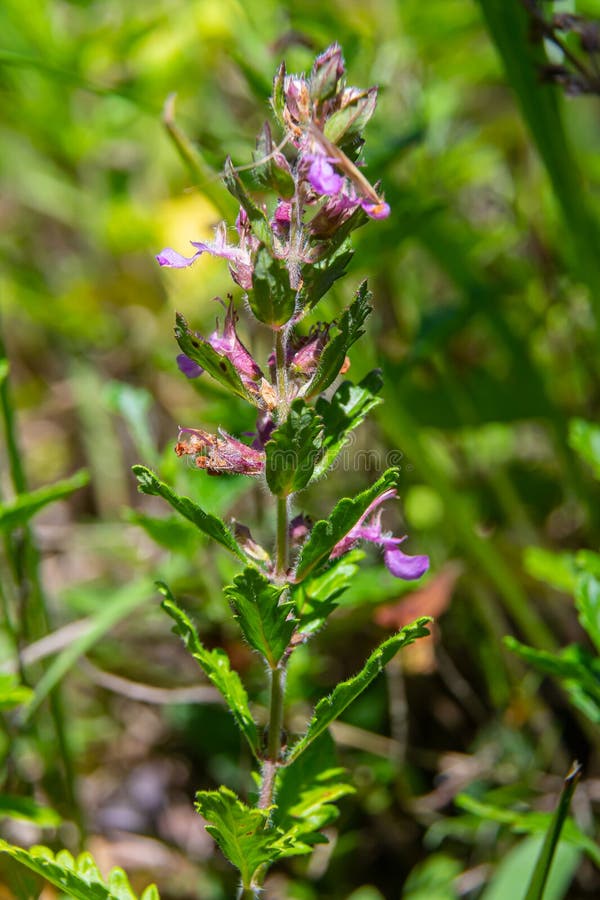 In Summer, Teucrium Chamaedrys Grows in the Wild among Grasses Stock ...