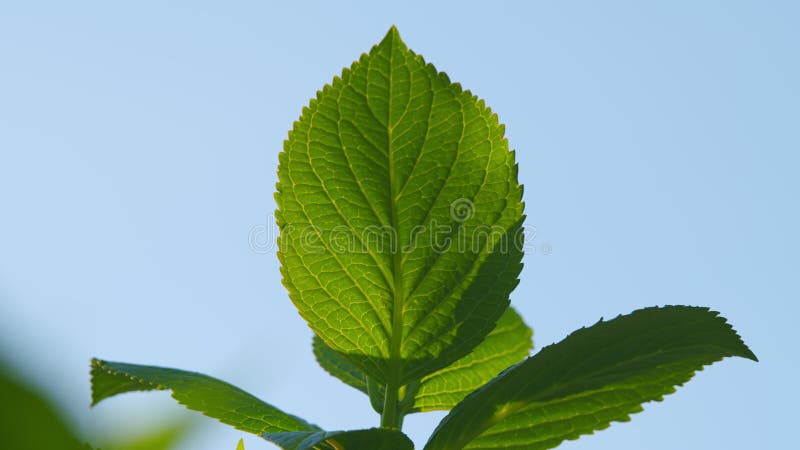Summer Theme. Green Leaf with Detailed Structure. Green Leaf of Fresh ...