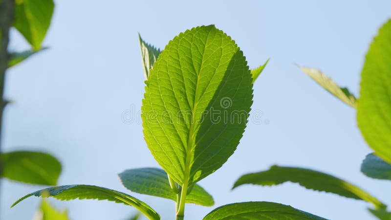 Summer Theme. Green Leaf with Detailed Structure. Green Leaf of Fresh ...