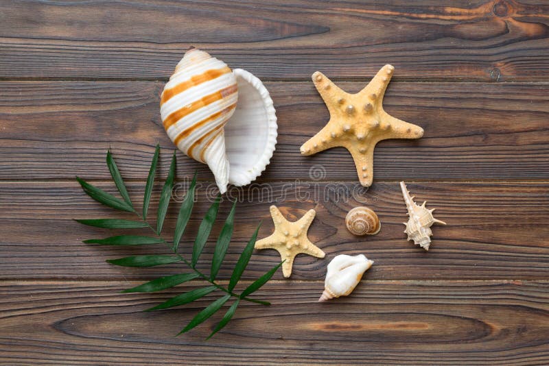 Summer Time Concept Flat Lay Composition with Beautiful Starfish and ...