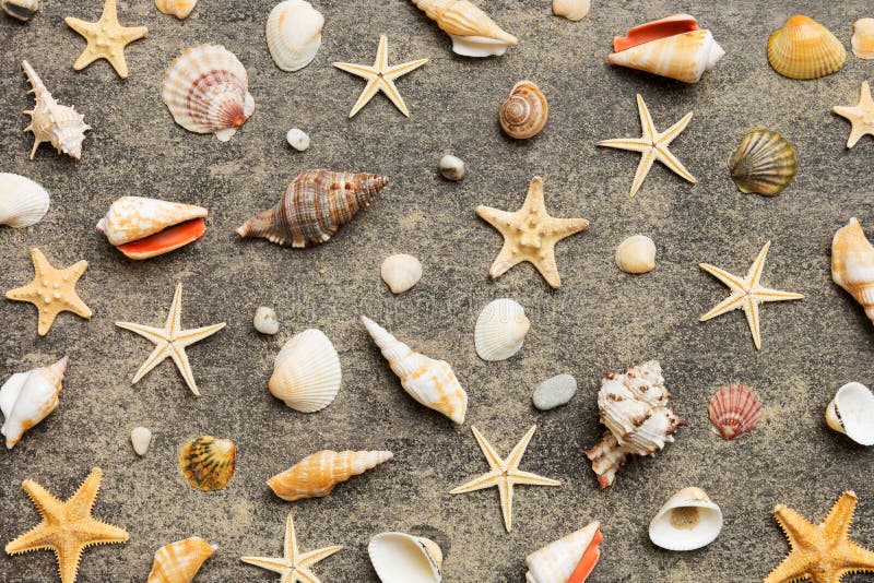 Summer Time Concept Flat Lay Composition with Beautiful Starfish and ...