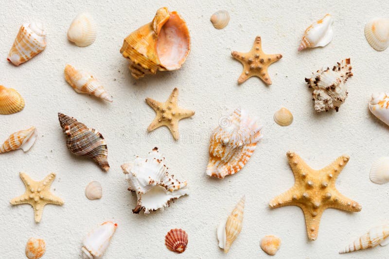 Summer Time Concept Flat Lay Composition with Beautiful Starfish and ...