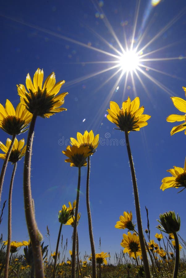 Summer Time Flowers stock photo. Image of flower, grown - 39900206