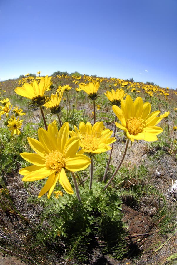 Summer Time Flowers Picture. Image: 5227715