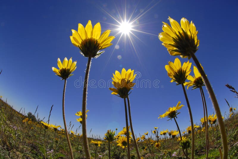 Summer Time Flowers stock photo. Image of flower, grown - 39900206