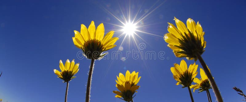 Summer Time Flowers stock photo. Image of flower, grown - 39900206