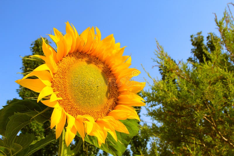Summer Time Flowers. Sunflower. Stock Photo - Image of spring, mums ...