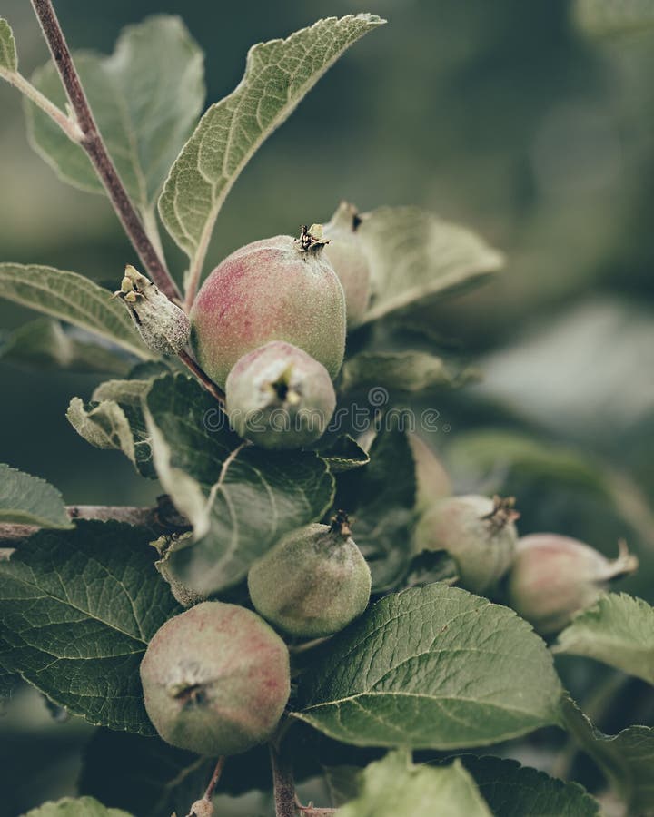Summer Time. Growing Fruitage of Apples on a Tree. Stock Photo - Image ...