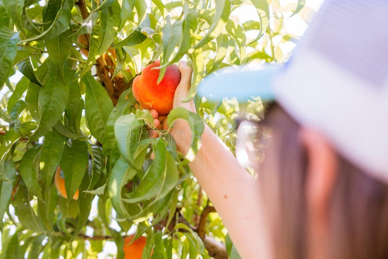 Summer time peach picking stock photo. Image of closeup - 176166316