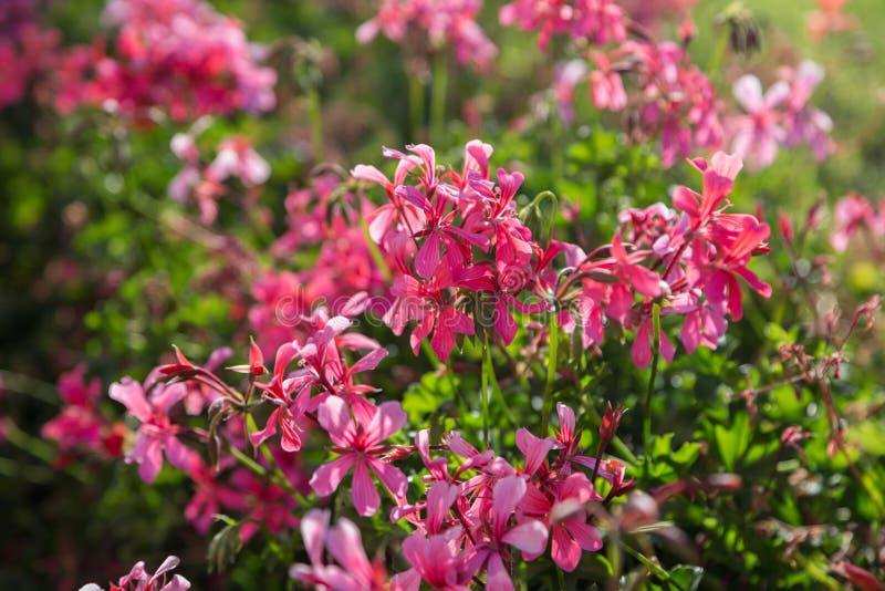 Summer time stock image. Image of growth, bush, decoration - 40842325