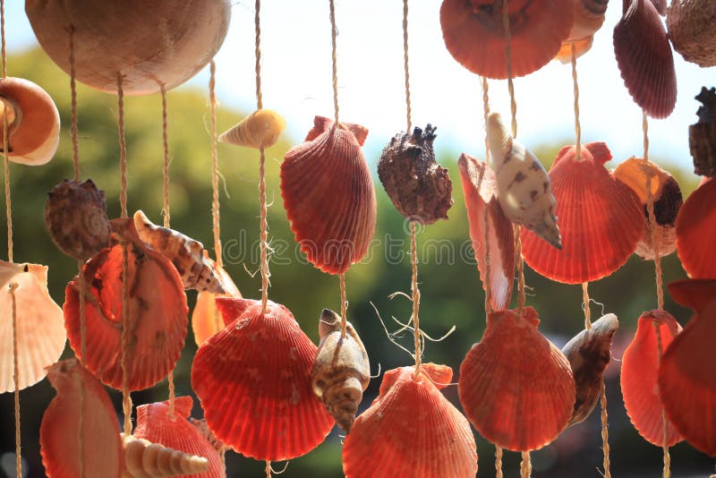 Sea Shell Relax Shels Wave Nature Stock Image - Image of wave, shell ...