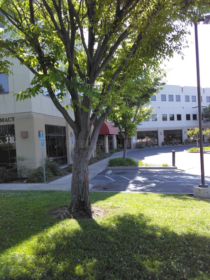 Summer Time Tree and Shade in Grass Stock Photo - Image of shade, trre ...