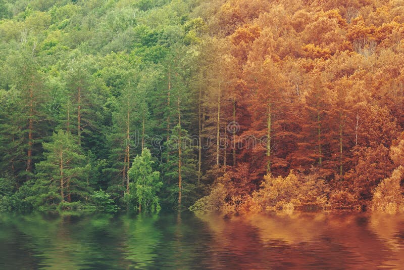 Summer To Autumn Fall Forest Reflected on Lake Stock Photo - Image of ...