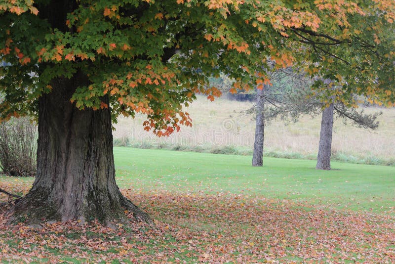 Summer to Fall stock photo. Image of autumn, repetition - 53014298
