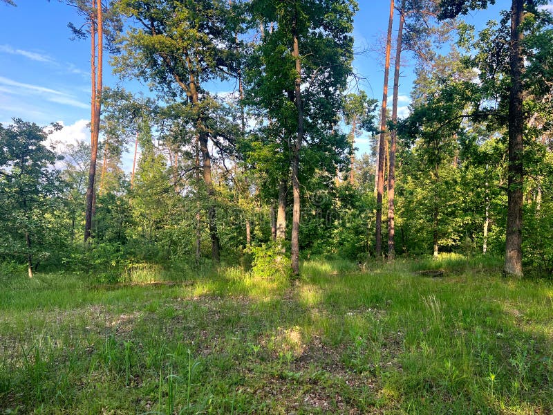 Summer Track, Path on a Sunny Day, Road, Path Way Stock Image - Image ...