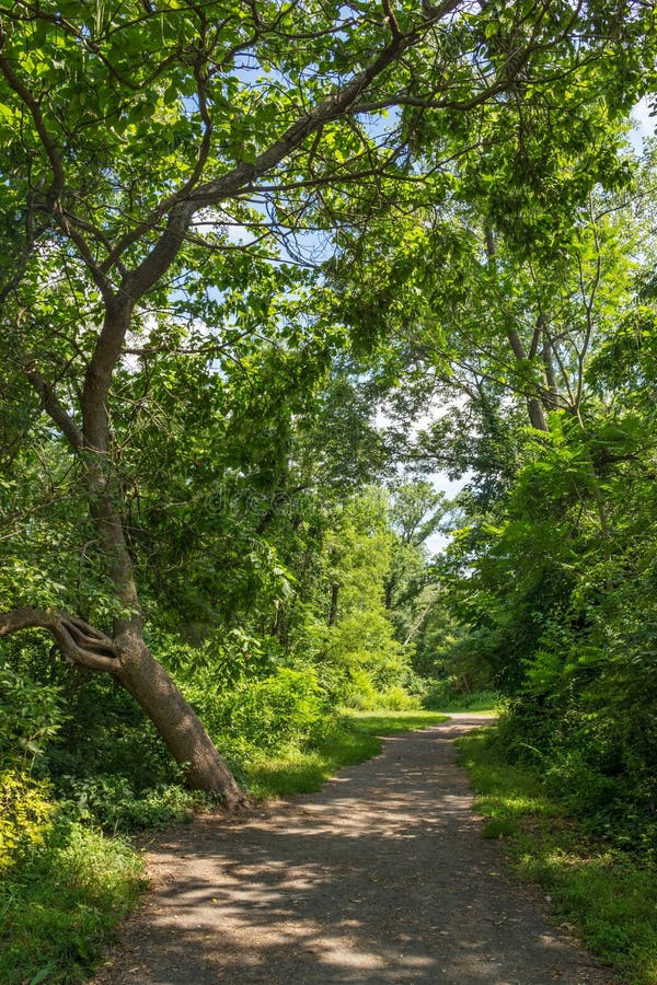 Summer Trail stock photo. Image of path, summer, landscape - 57315448