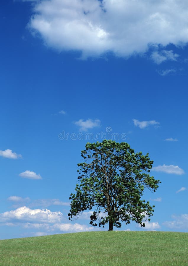 Summer Landscape with Tree stock image. Image of forested - 11524713