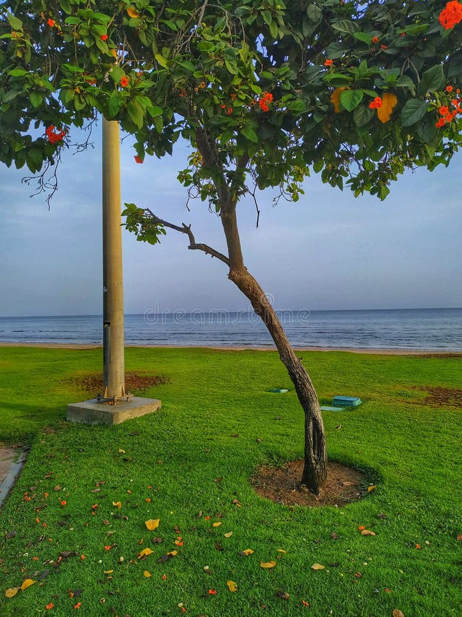 Summer Tree on Grass in the Beach Stock Photo - Image of tree, green ...