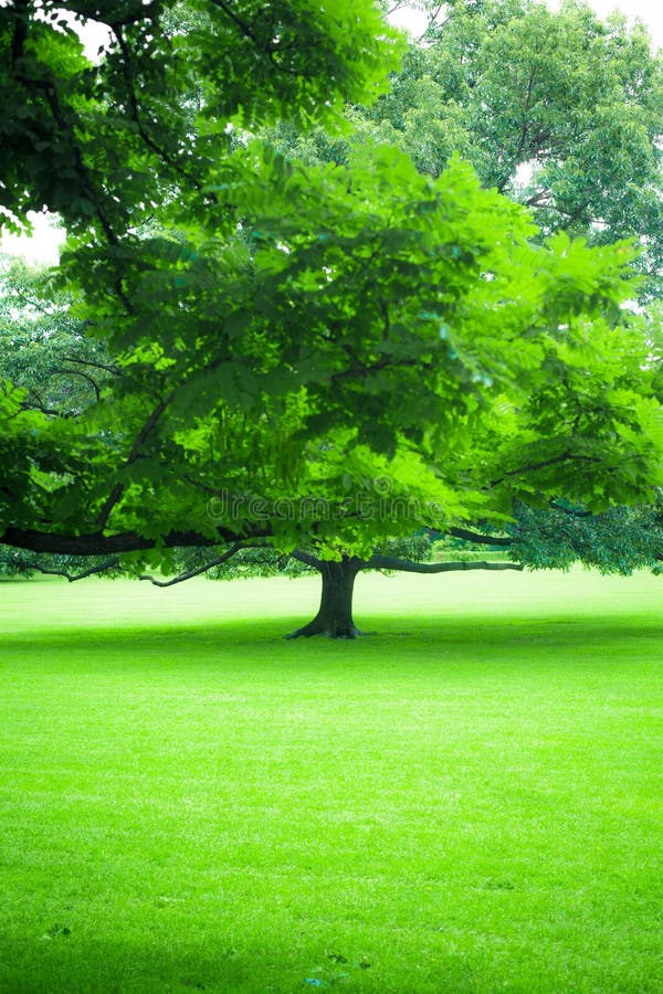 Summer Tree and Green Grass Stock Photo - Image of light, horizon ...