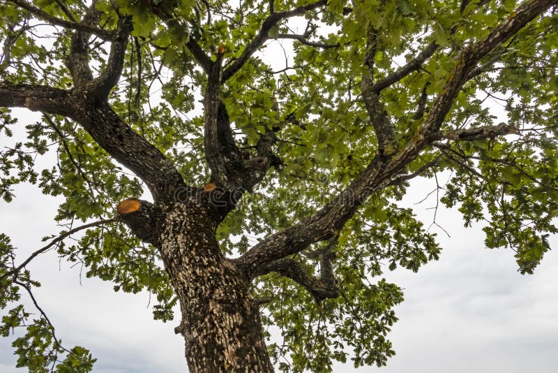 Summer Tree an Green Leaves Stock Image - Image of beauty, forest ...