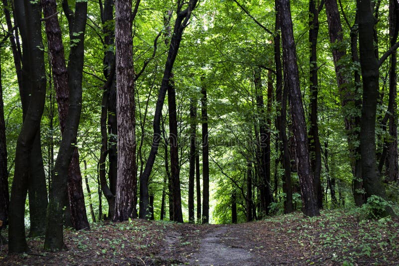 Summer tree stock image. Image of clear, leaf, ecology - 41602189