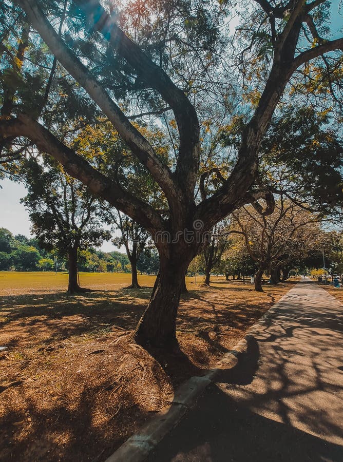 Summer tree ipoh stock photo. Image of sunlight, spring - 249468968