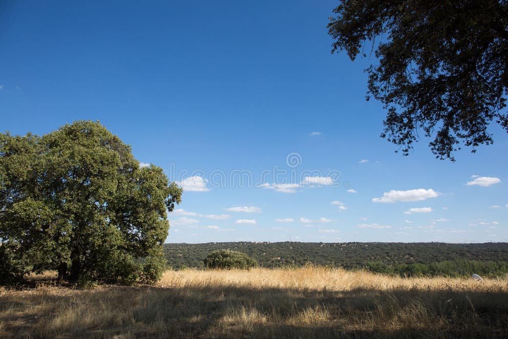Summer tree landscape stock photo. Image of leaf, blue - 80593264