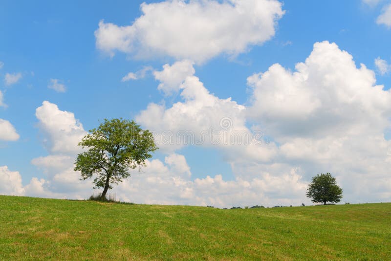 Summer tree in landscape stock image. Image of deciduous - 182768181