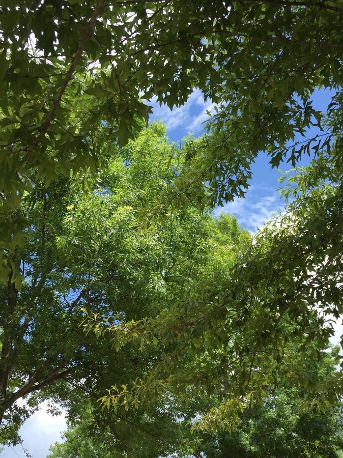 Summer tree leaves stock photo. Image of tree, looking - 117344950
