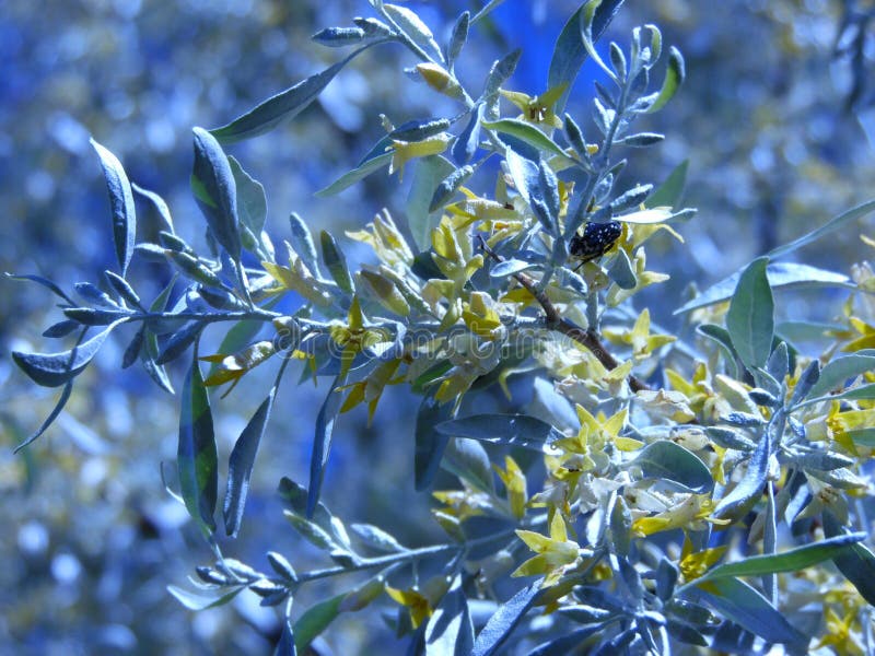 Summer tree stock image. Image of blue, tree, colours - 136887361