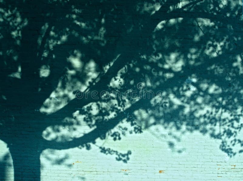 Summer Tree Shadow Background Stock Image - Image of grunge, wall: 26021107