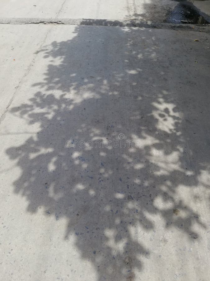 Summer tree shadow beaty stock photo. Image of shadows - 153611508